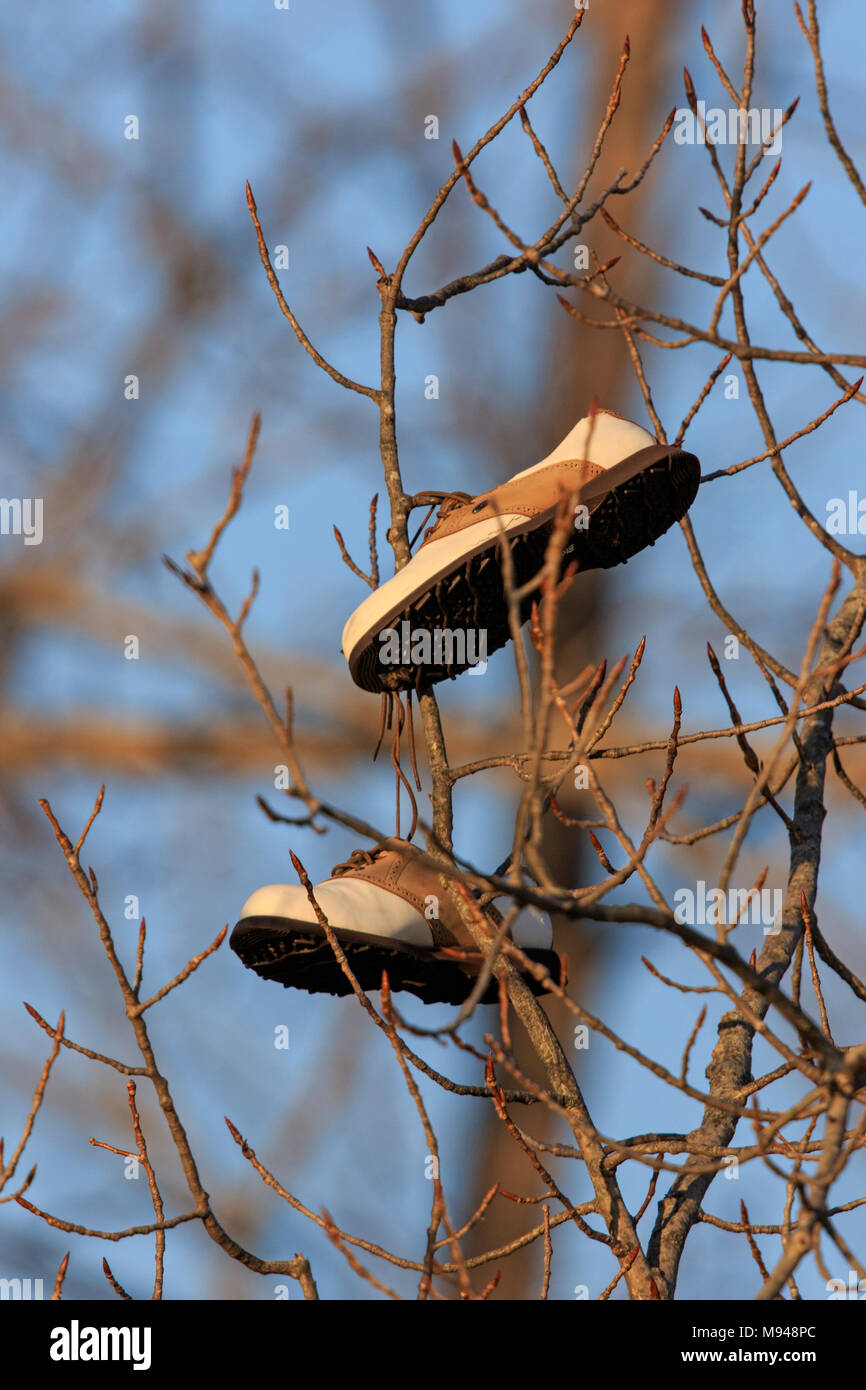 Shoe tree hi-res stock photography and images - Alamy