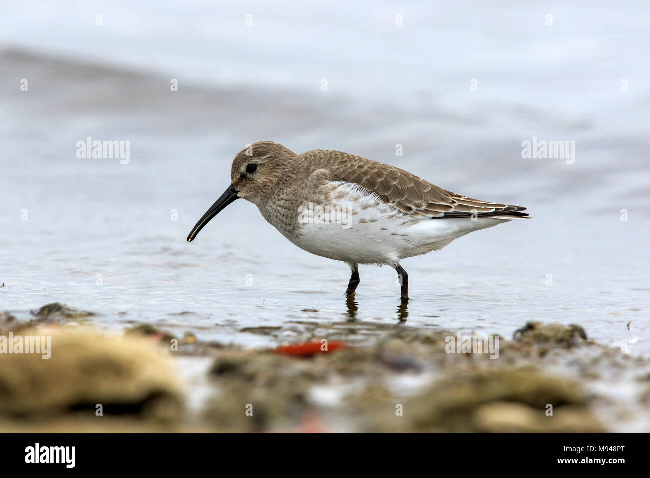 Dunlin (Calidris alpina) feeding at lake shoreline Stock Photo - Alamy
