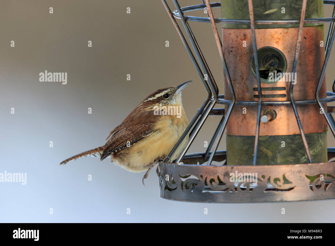 Carolina wren at bird feeder hi-res stock photography and images - Alamy