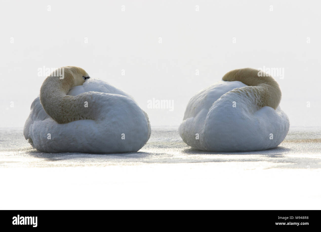 Animal sleeping winter hi-res stock photography and images - Alamy