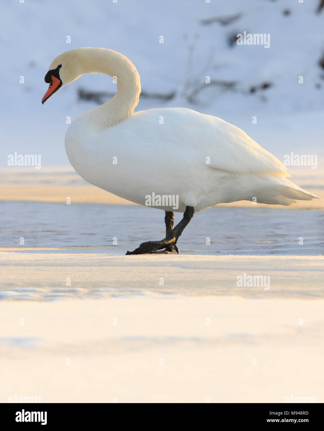 Swan winter snow hi-res stock photography and images - Alamy