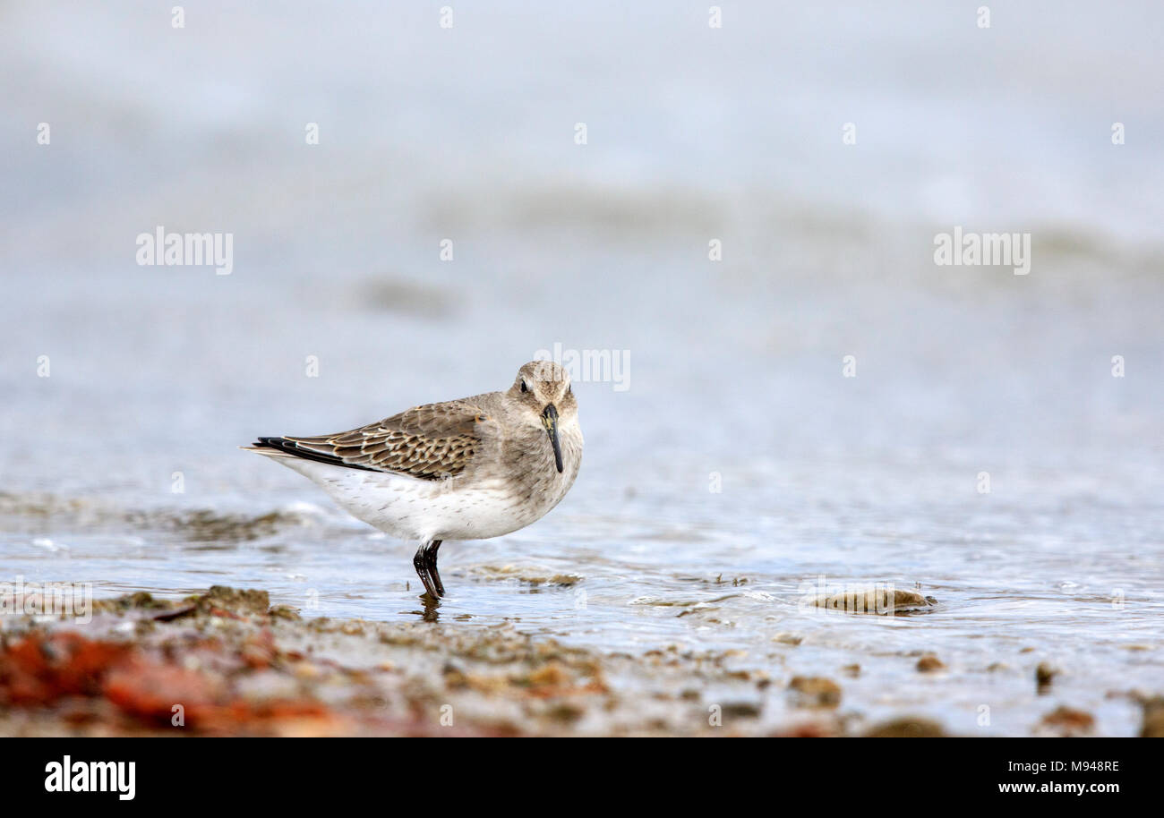Dunlin (Calidris alpina) feeding at lake shoreline Stock Photo - Alamy