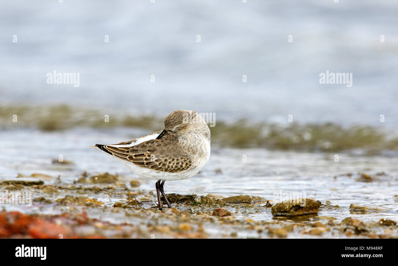Dunlin (Calidris alpina) feeding at lake shoreline Stock Photo - Alamy