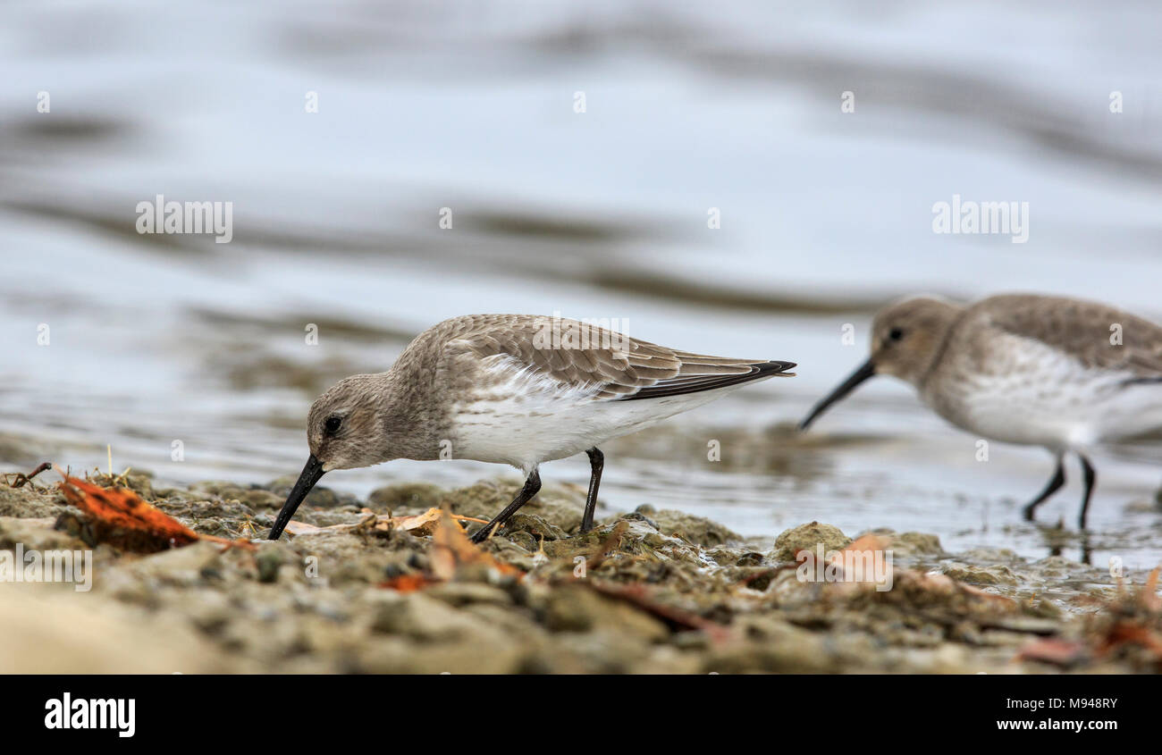 Dunlin (Calidris alpina) feeding at lake shoreline Stock Photo - Alamy