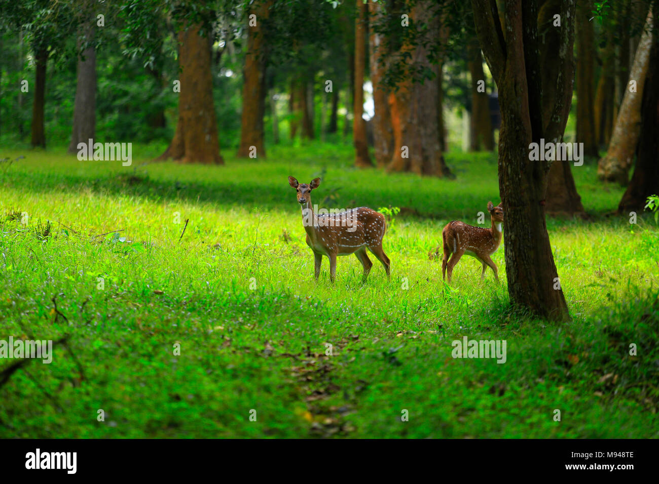 Dear fighting position hi-res stock photography and images - Alamy