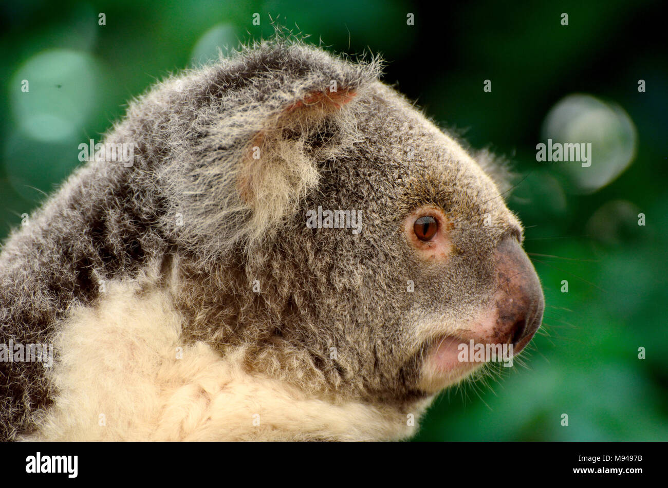 Portrait of koala in Queensland, Australia Stock Photo - Alamy