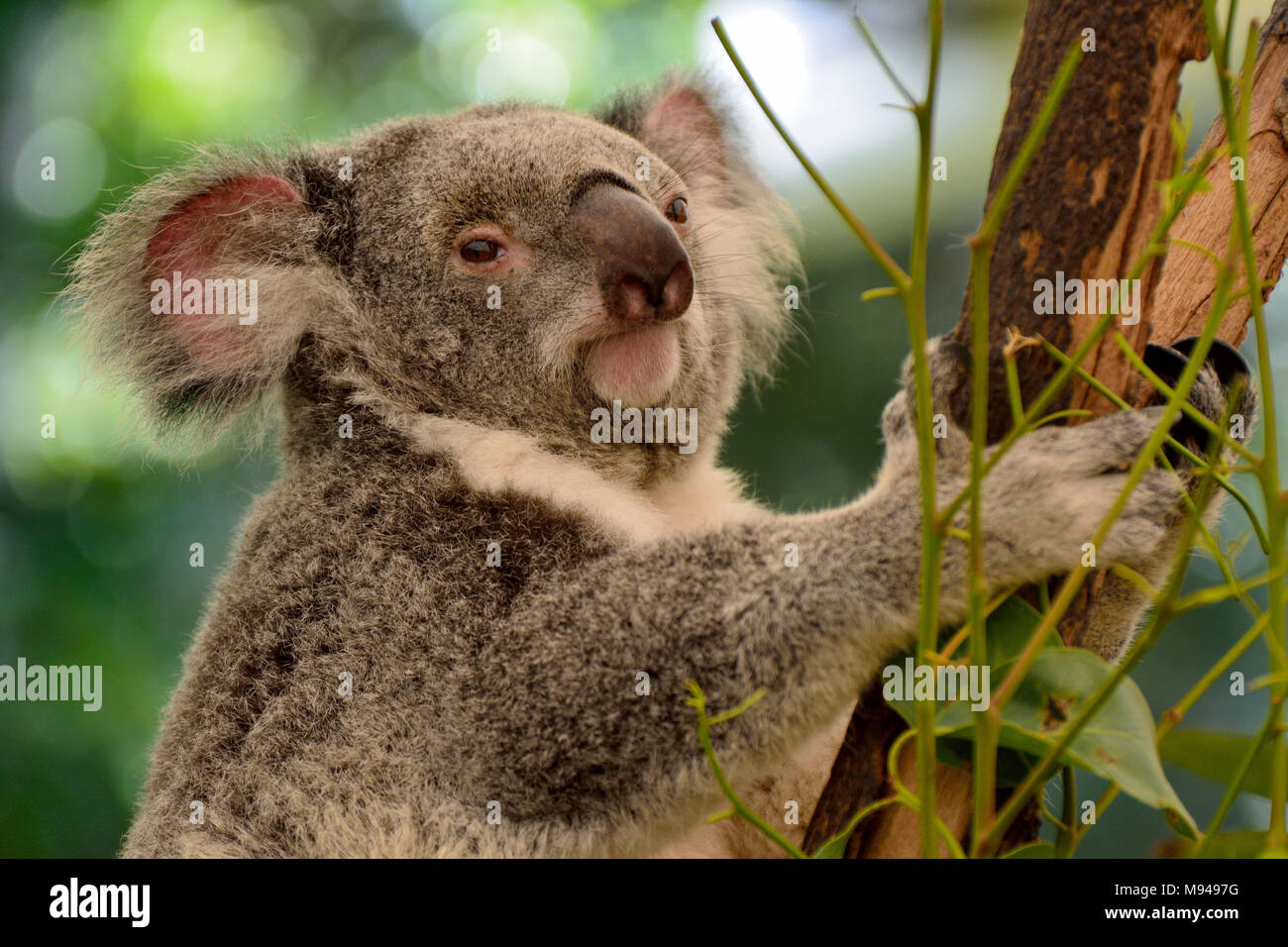 Koala on eucalyptus tree in Queensland, Australia Stock Photo - Alamy