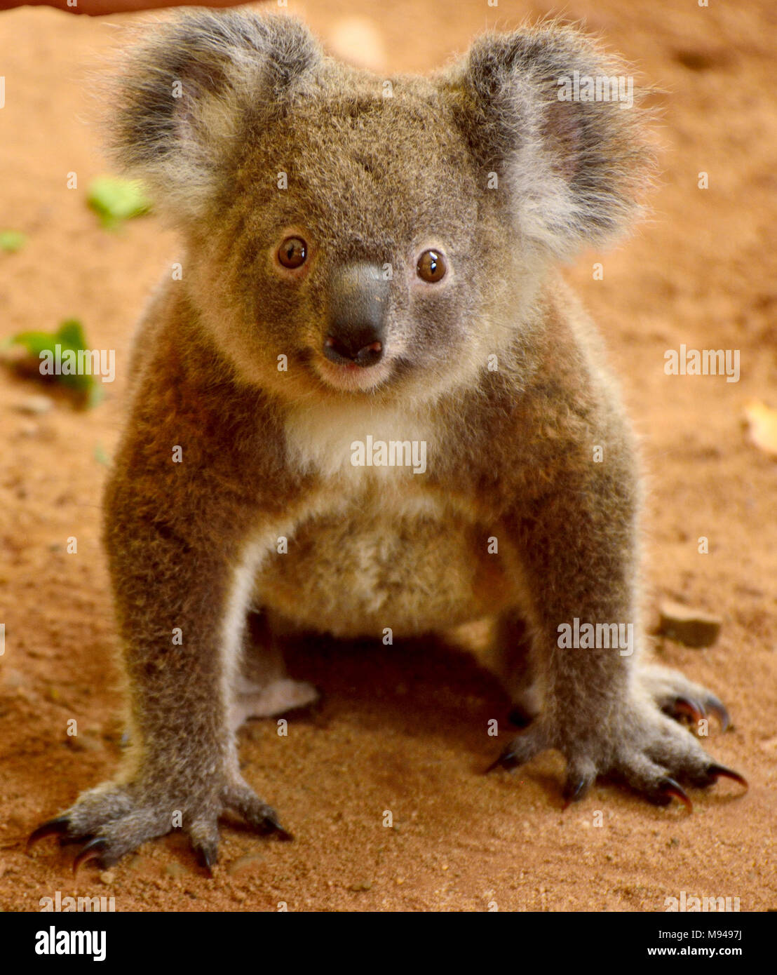 Baby Koala High Resolution Stock Photography and Images - Alamy