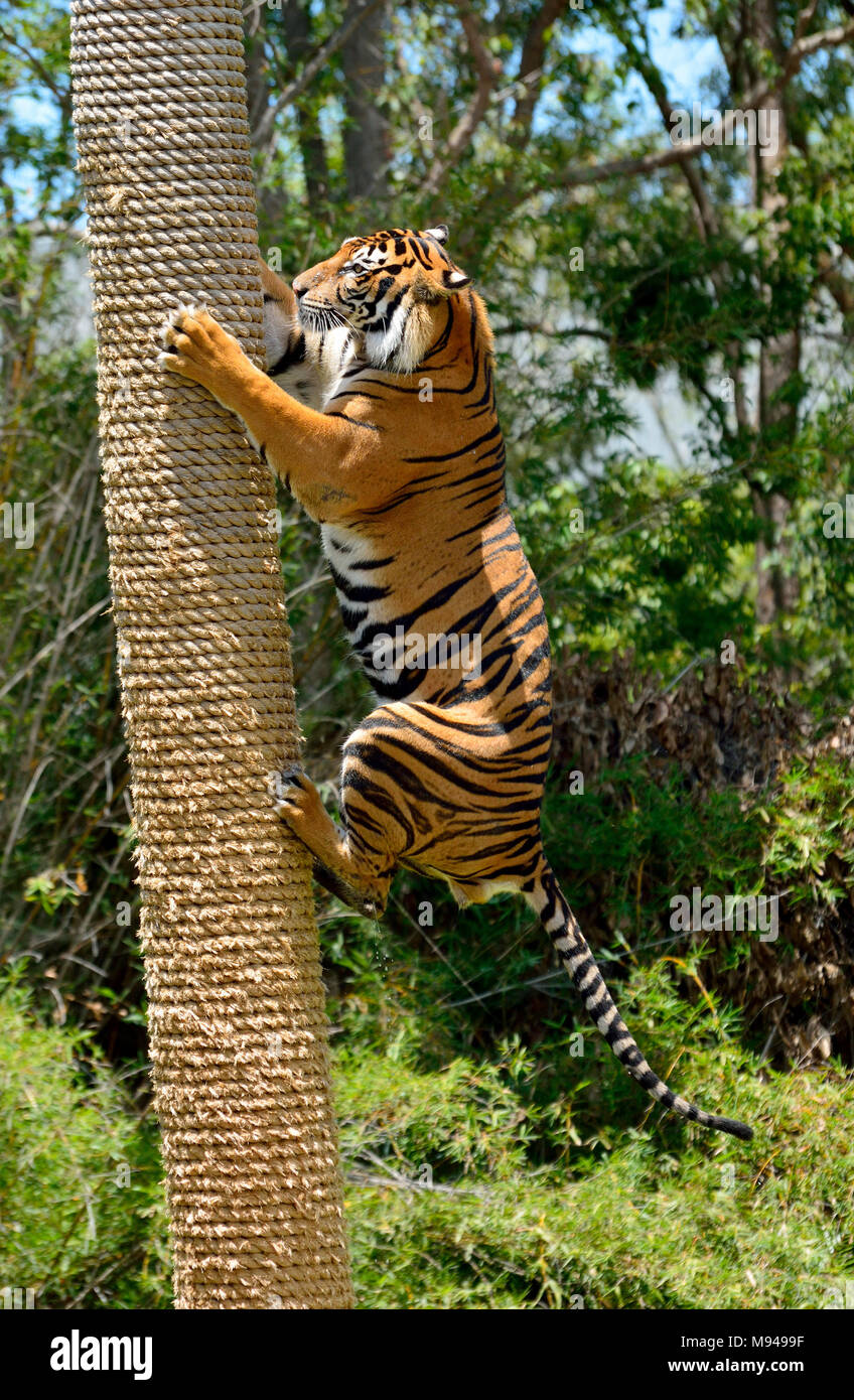 Javan tiger hi-res stock photography and images - Alamy