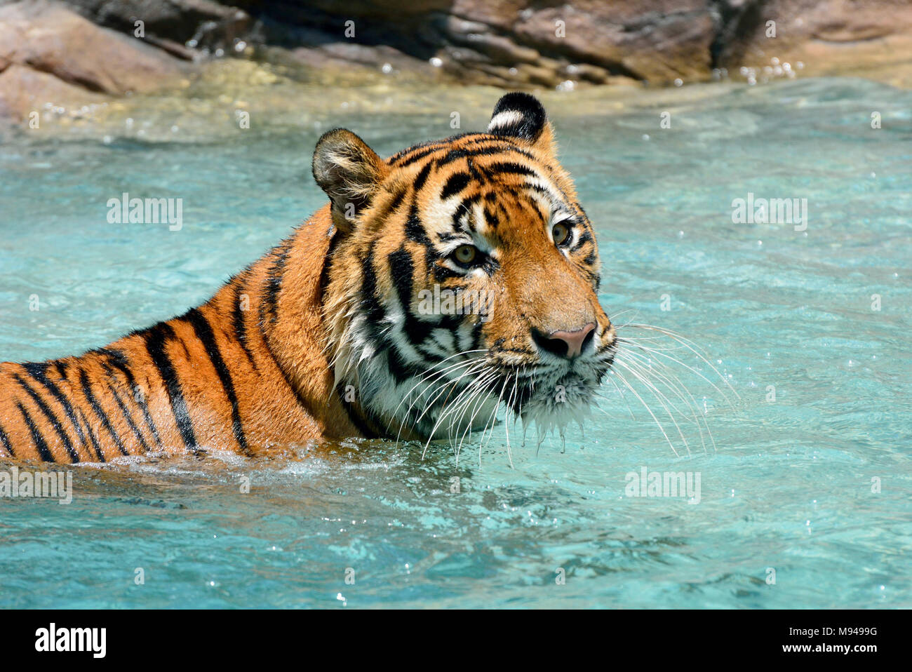 Swimming tiger pool hi-res stock photography and images - Alamy