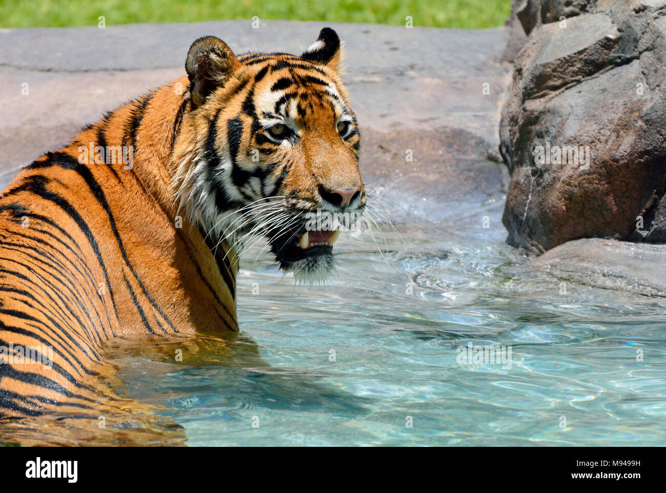 Tiger (Panthera tigris) cooling down in pool on a hot summer day Stock ...