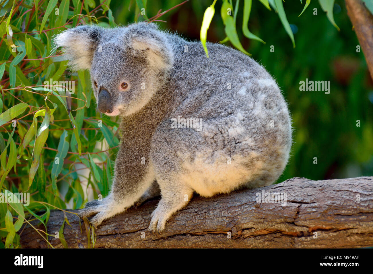 Koala on eucalyptus tree in Queensland, Australia Stock Photo - Alamy