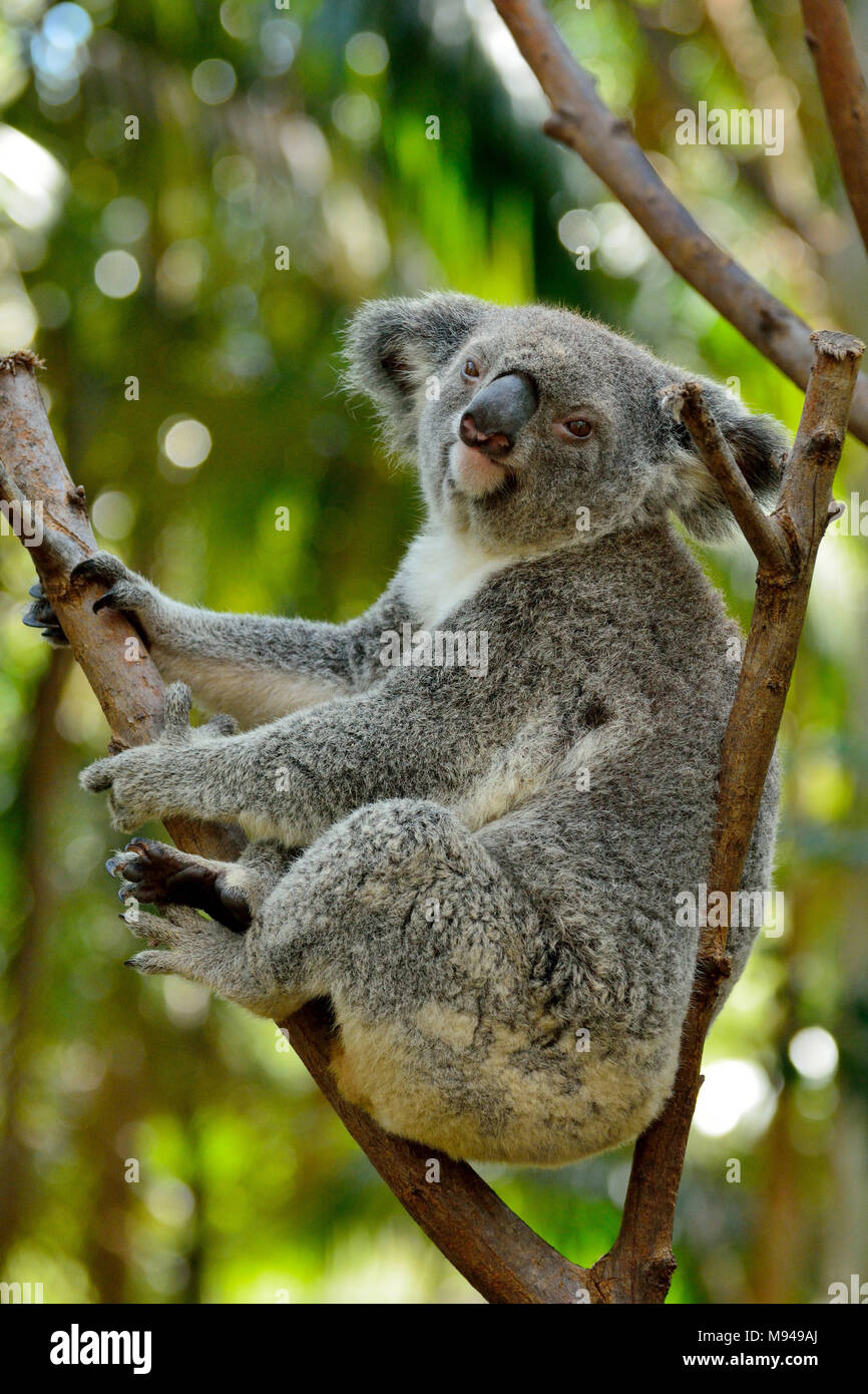 Koala on eucalyptus tree in Queensland, Australia Stock Photo - Alamy