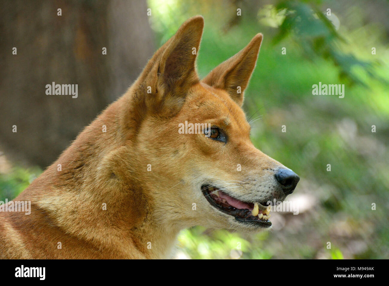 Dingo Far Cry 3