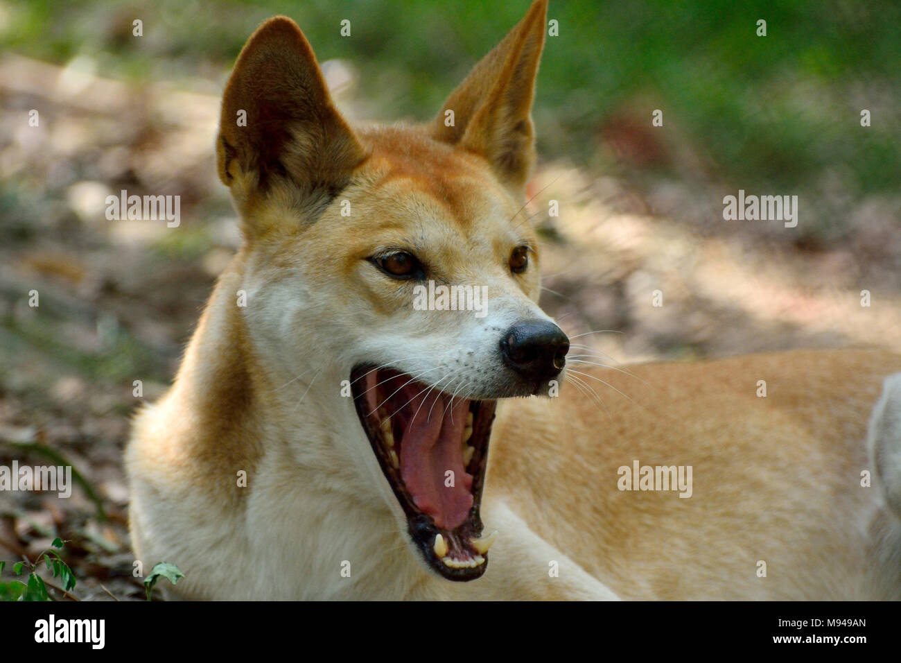 Dingo dog face hi-res stock photography and images - Alamy
