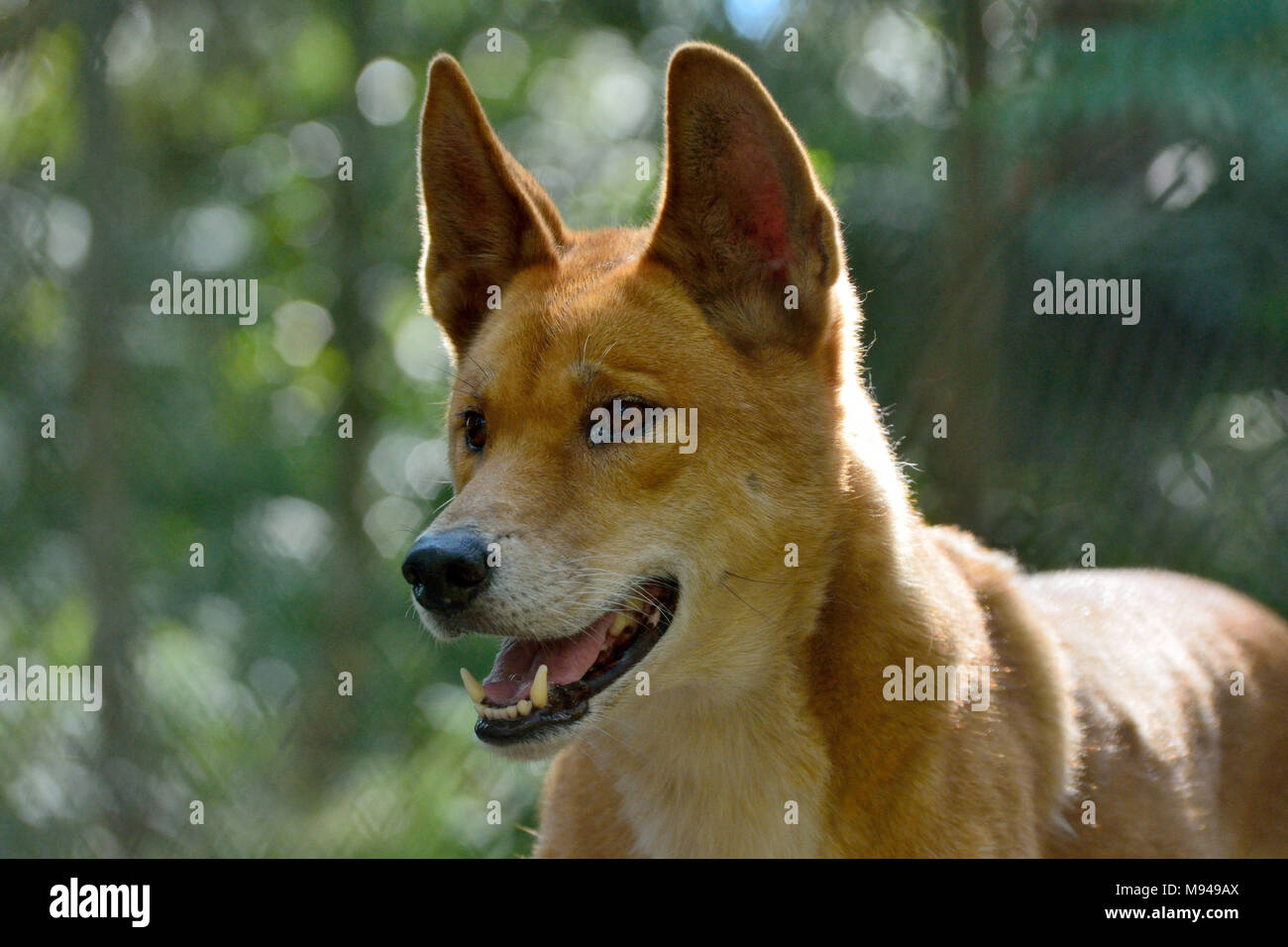 Portrait of Dingo dog (Lupus Dingo) in Australia Stock Photo - Alamy