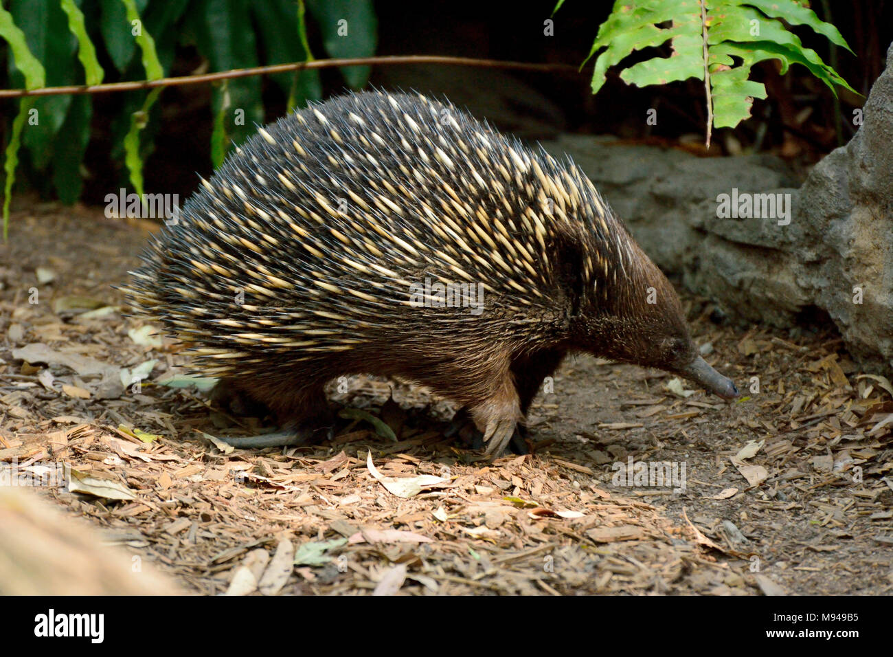 Short-beaked echidna (Tachyglossus aculeatus) in Australia Stock Photo ...