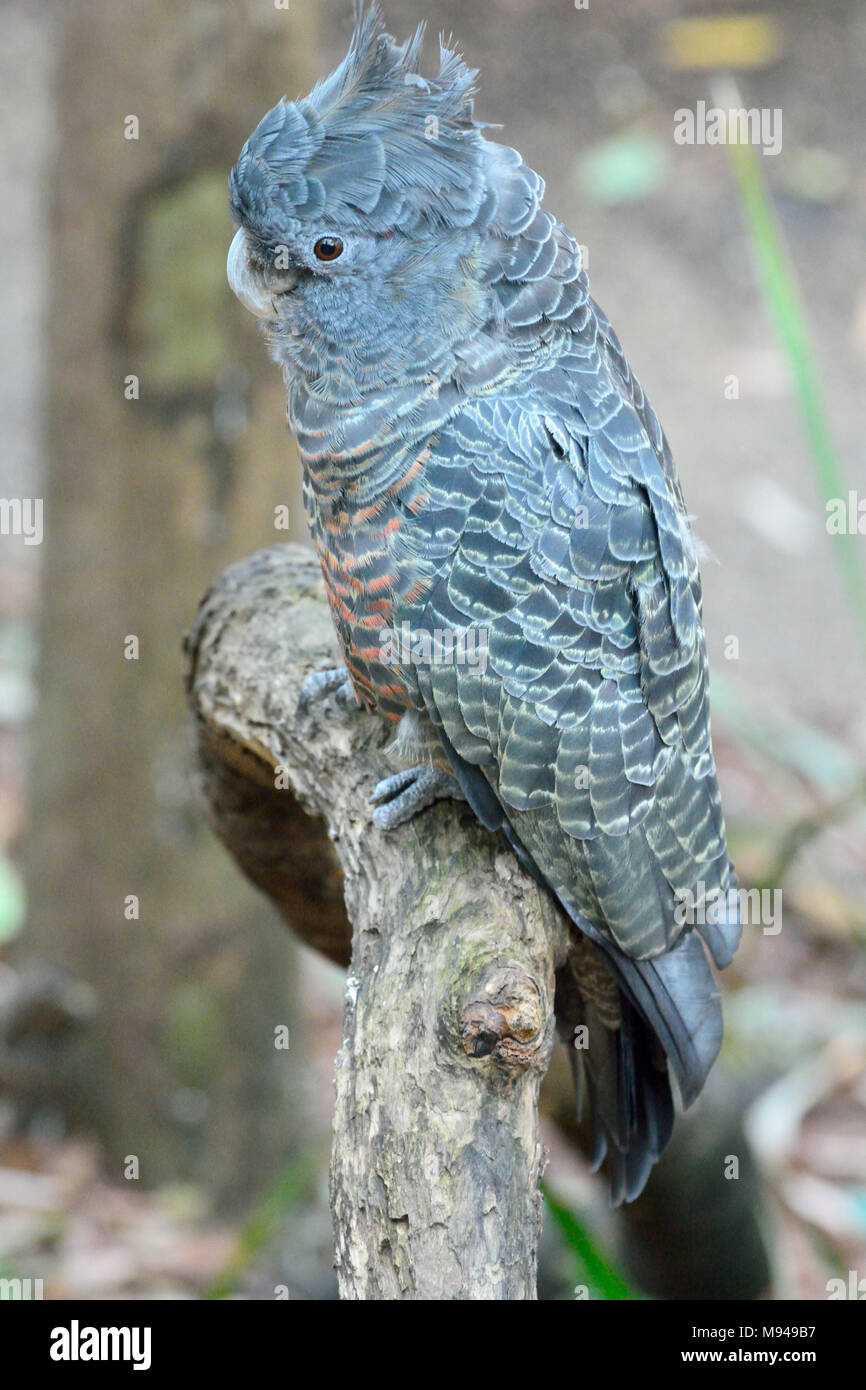 Gang gang cockatoo hi-res stock photography and images - Alamy