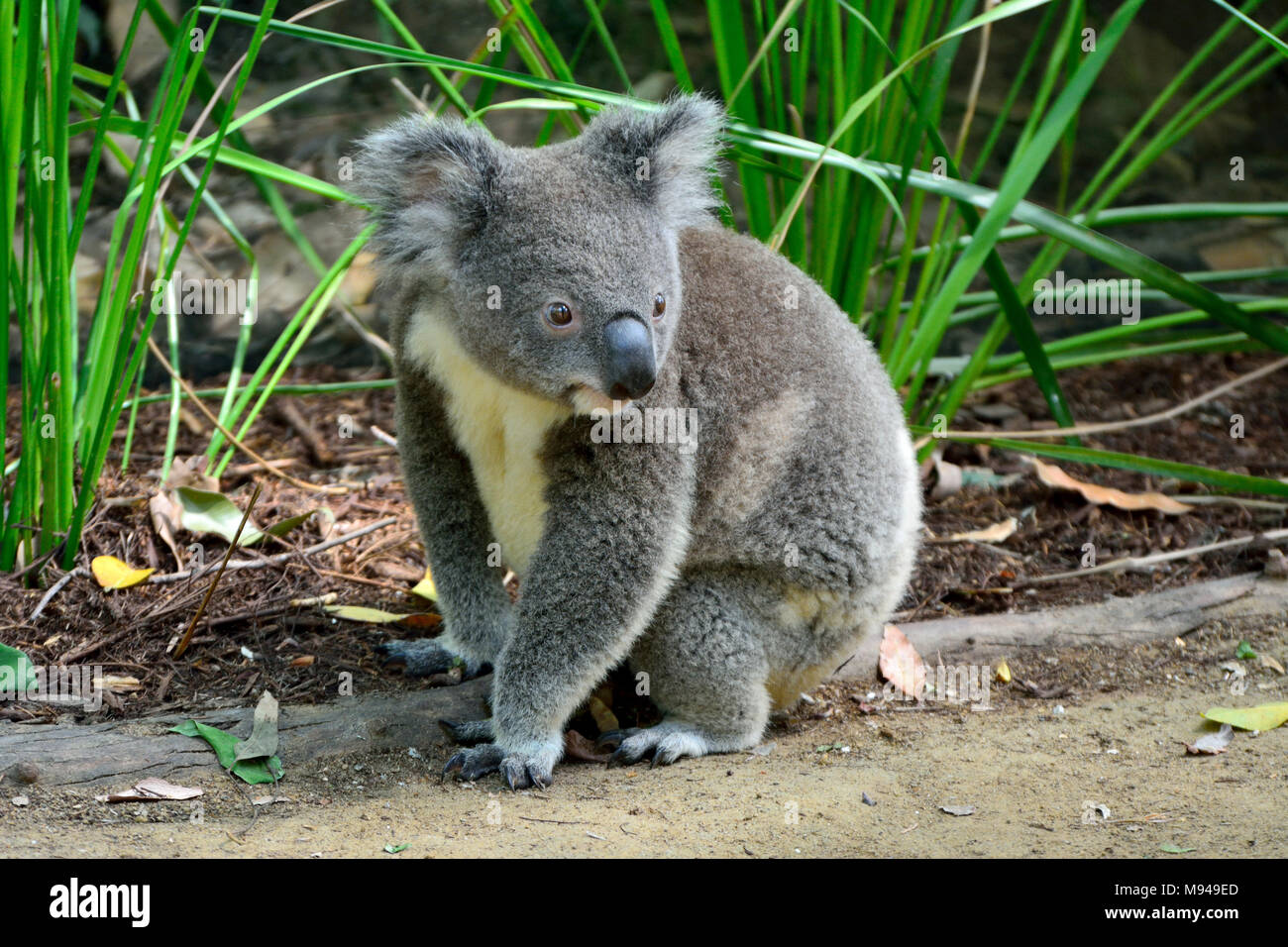 Koala sitting on the ground in Queensland, Australia Stock Photo - Alamy