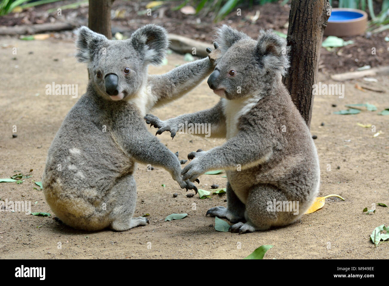 Two koalas sitting on the ground in Queensland, Australia Stock Photo ...