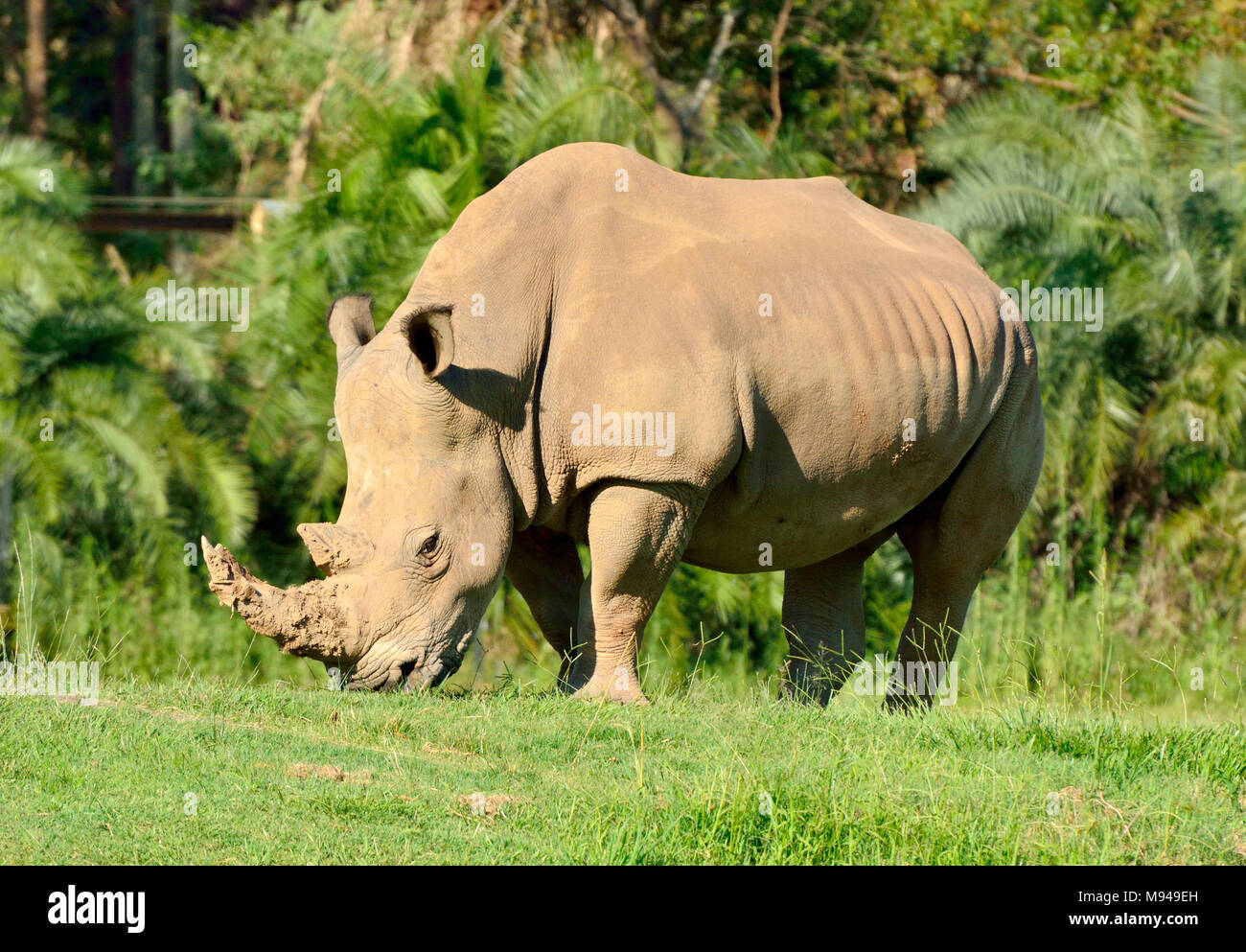 White rhinoceros (Ceratotherium simum) among green vegetation Stock ...