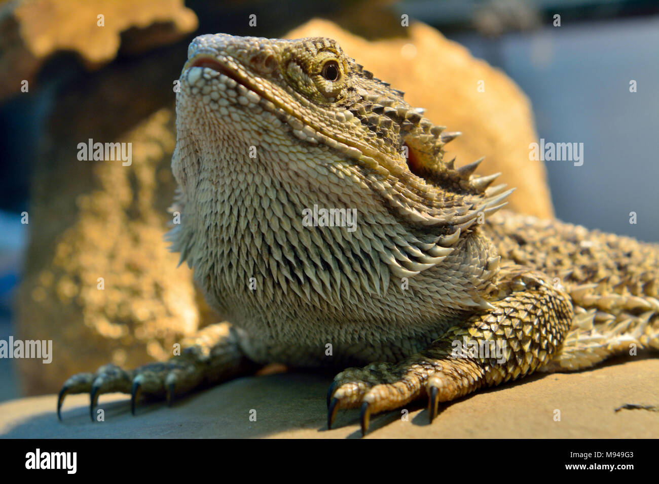 Wildlife central asia hi-res stock photography and images - Alamy