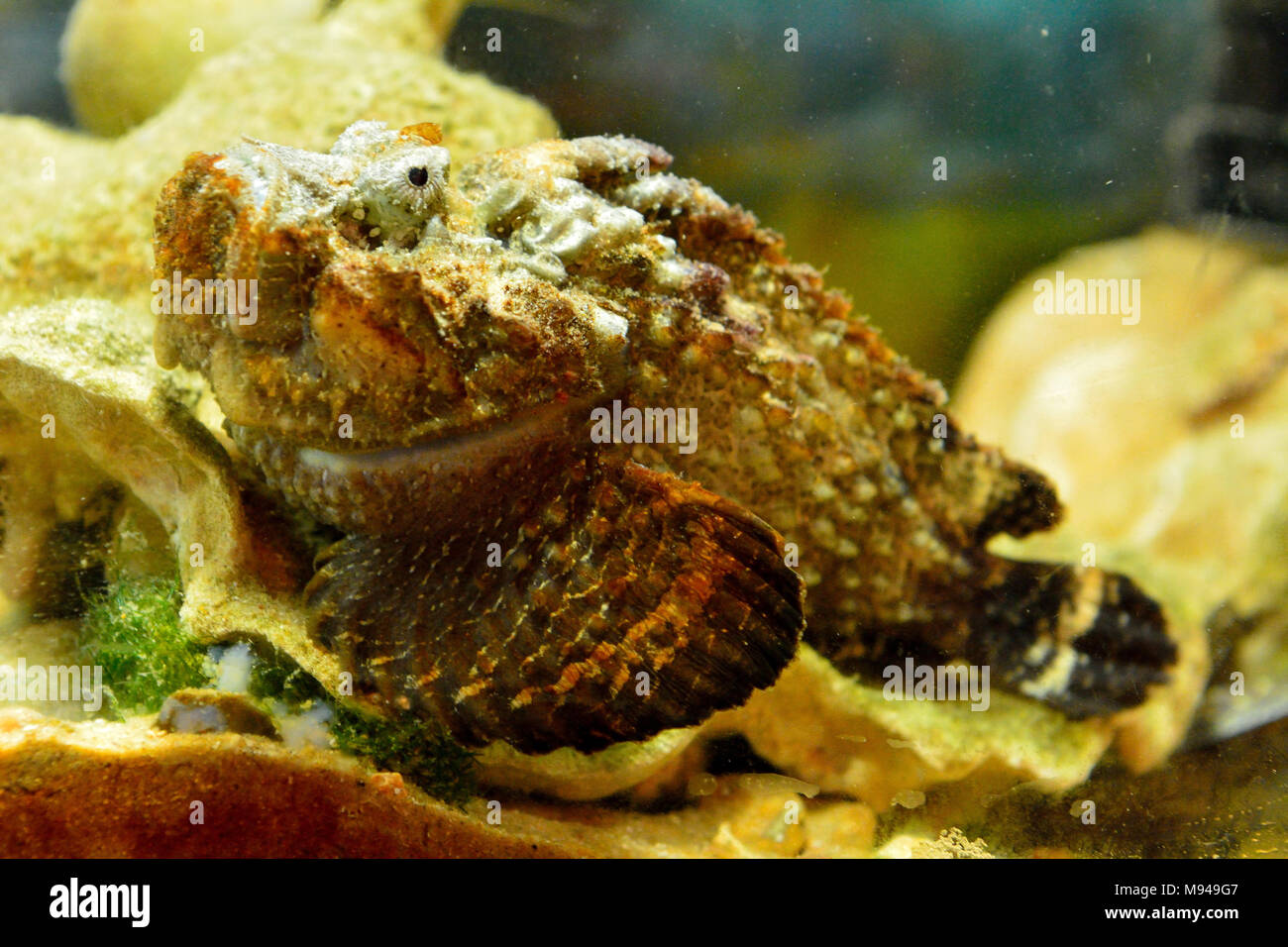Stonefish (Synanceia horrida) is one of the most venomous fish in the ...