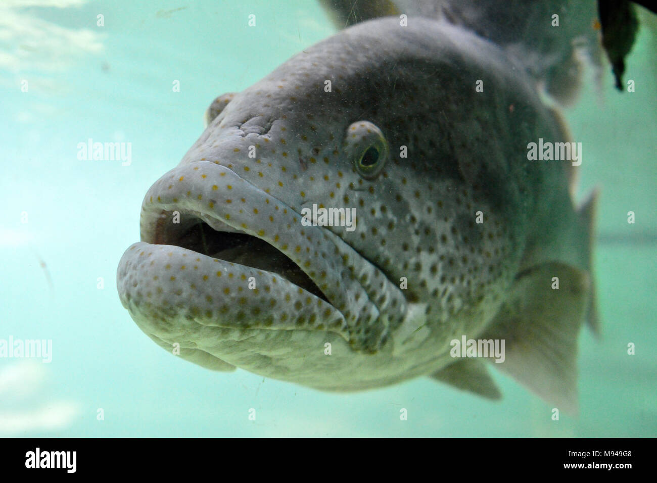 Predatory fish hi-res stock photography and images - Alamy