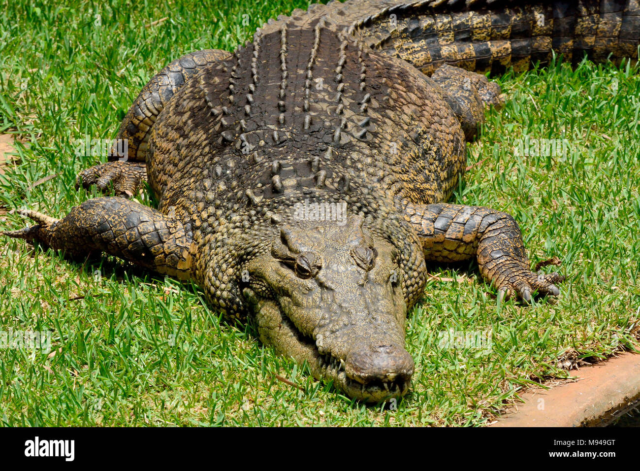 Saltwater crocodile (Crocodylus porosus) on green grass Stock Photo - Alamy