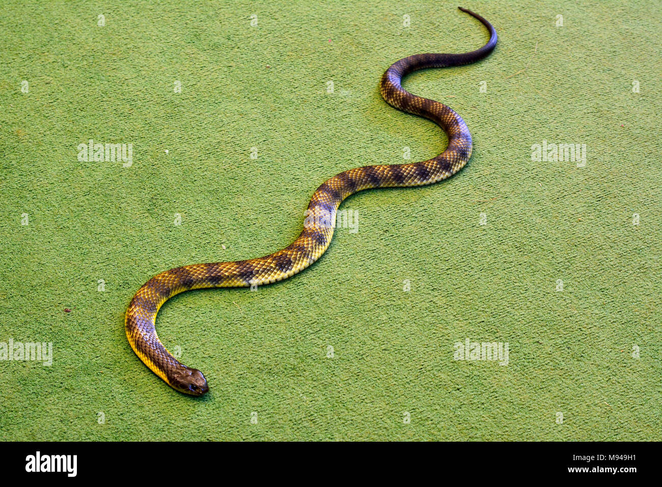 Tiger snake hi-res stock photography and images - Alamy