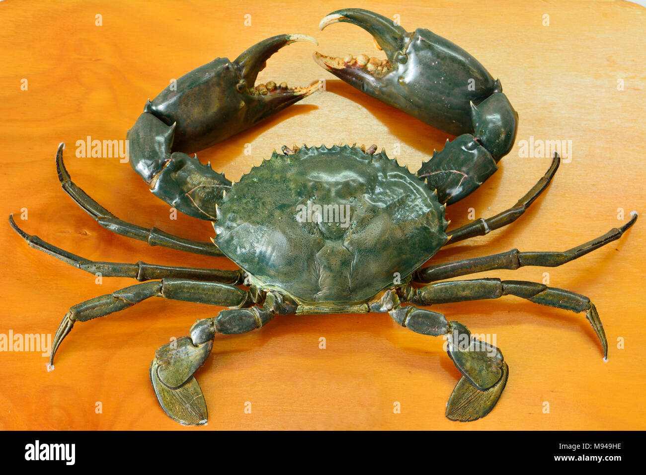 Scylla serrata mud crab hi-res stock photography and images - Alamy