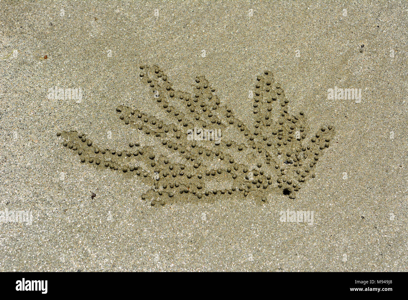 Floral inflated sand pellets formed by sand bubbler crab at Cape ...