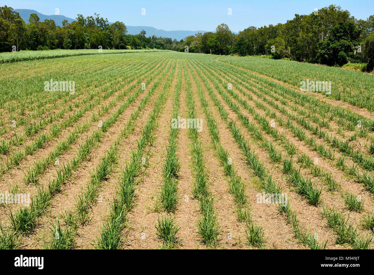 Plantation young sugar cane hi-res stock photography and images - Alamy