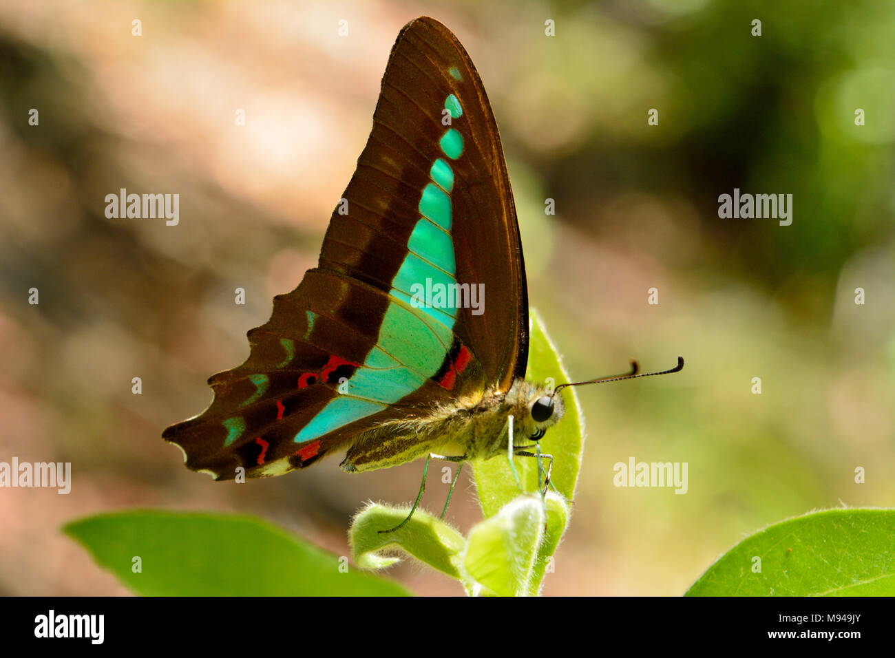 Blue triangle butterfly cocoon hi-res stock photography and images - Alamy