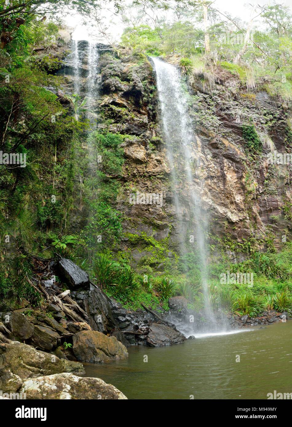 Twin Falls in Springbrook National Park, Queensland, Australia Stock ...