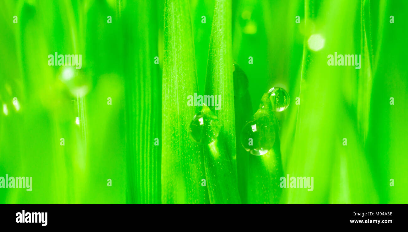 Wheat-grass passes water from root to stem blade tip overnight Stock ...