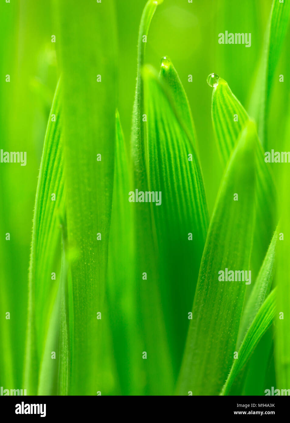 Blade of wheat hi-res stock photography and images - Alamy