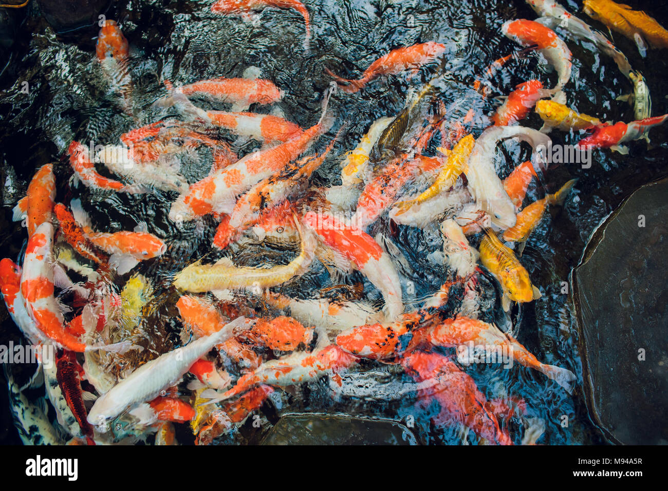 Colorful beautiful carp, Koi carp in a natural pond. Asia Stock Photo ...
