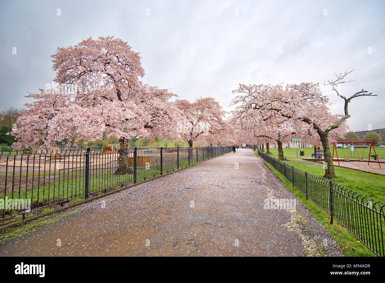 Cherry trees in bloom at university hi-res stock photography and images ...