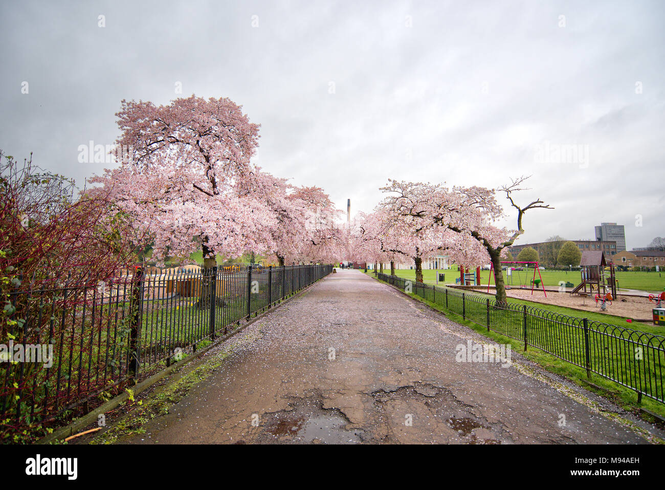 Cherry trees in bloom at university hi-res stock photography and images ...