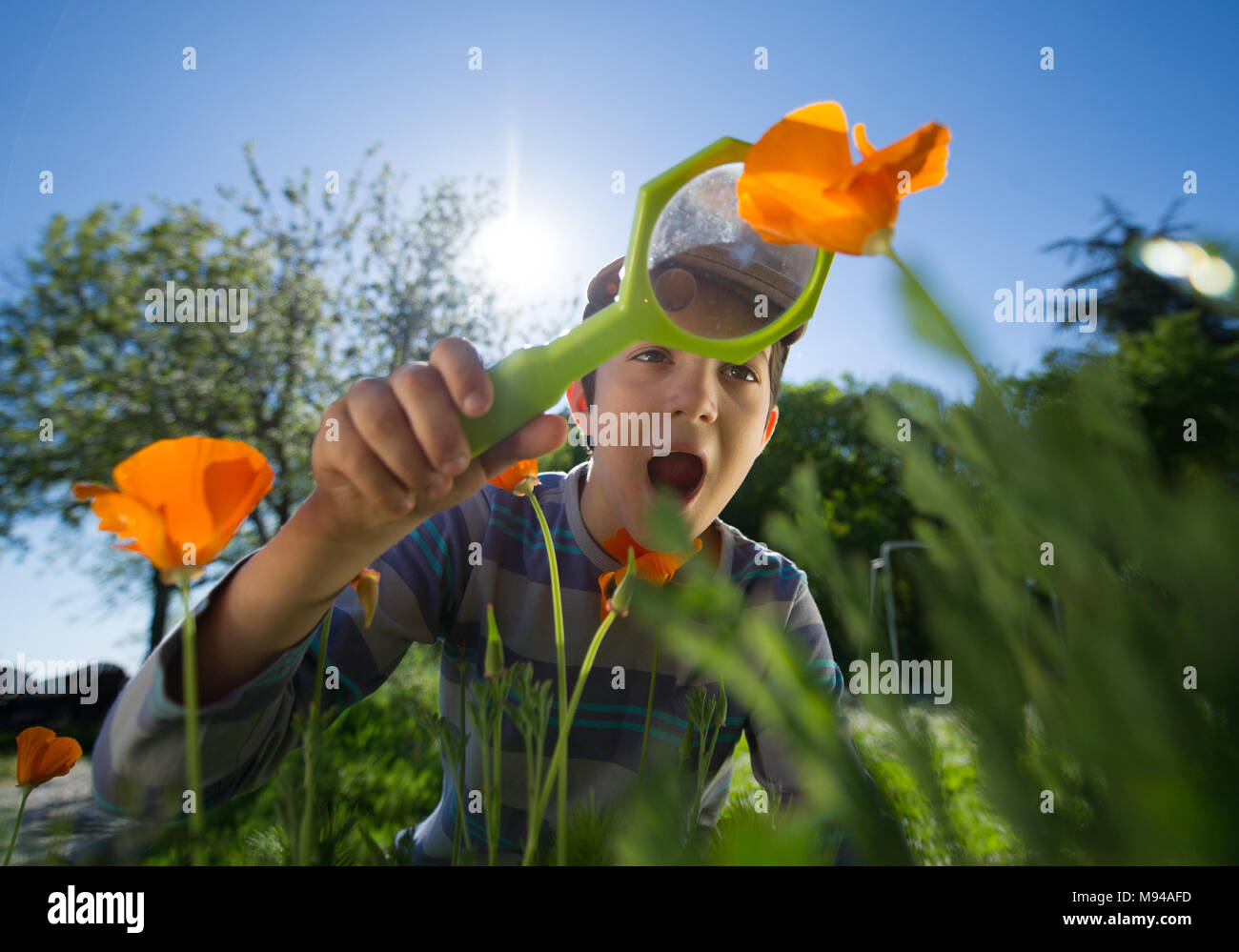 Child observing nature with a magnifying glass Stock Photo - Alamy
