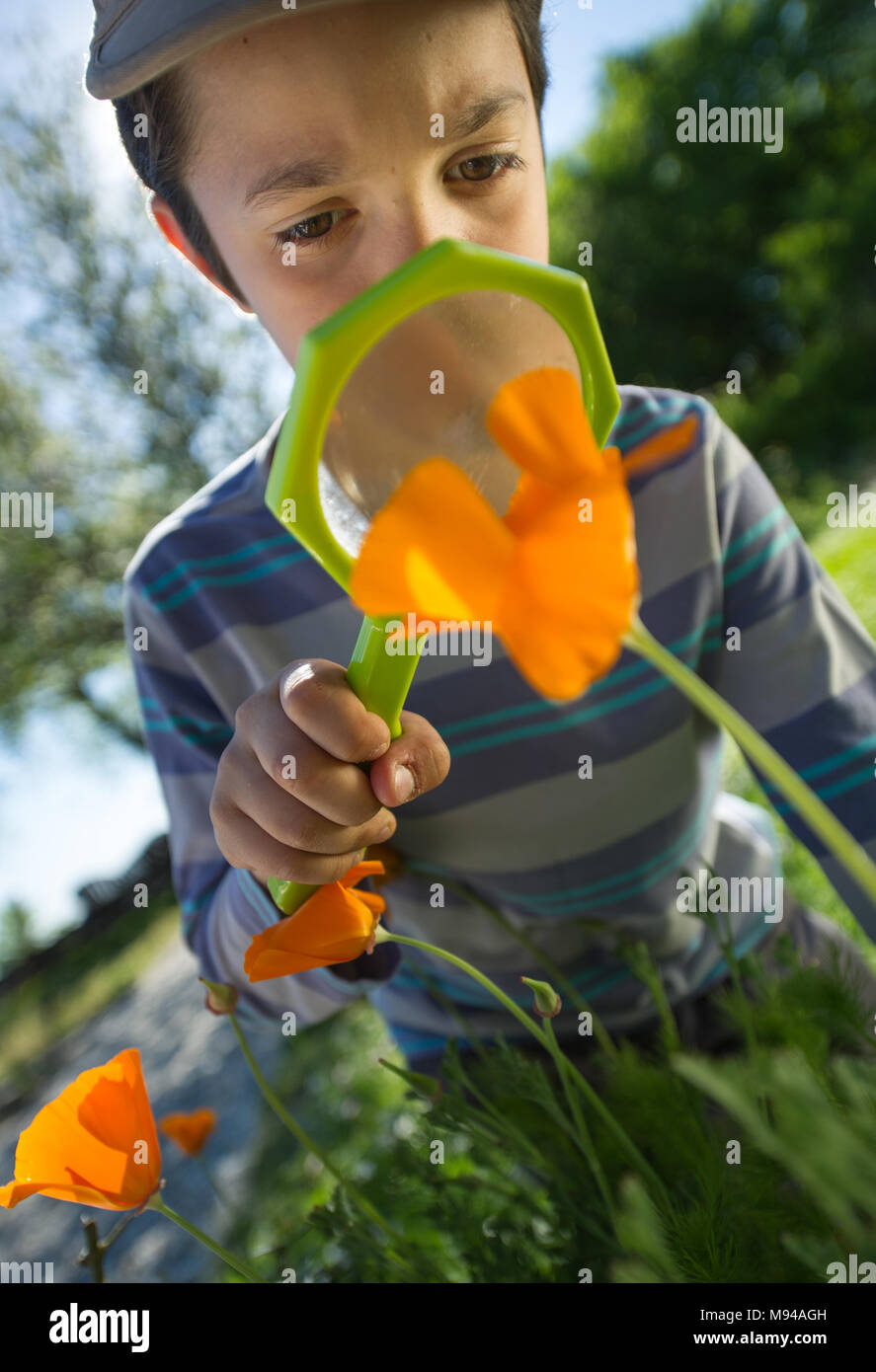 Child magnifying glass insect hi-res stock photography and images - Alamy