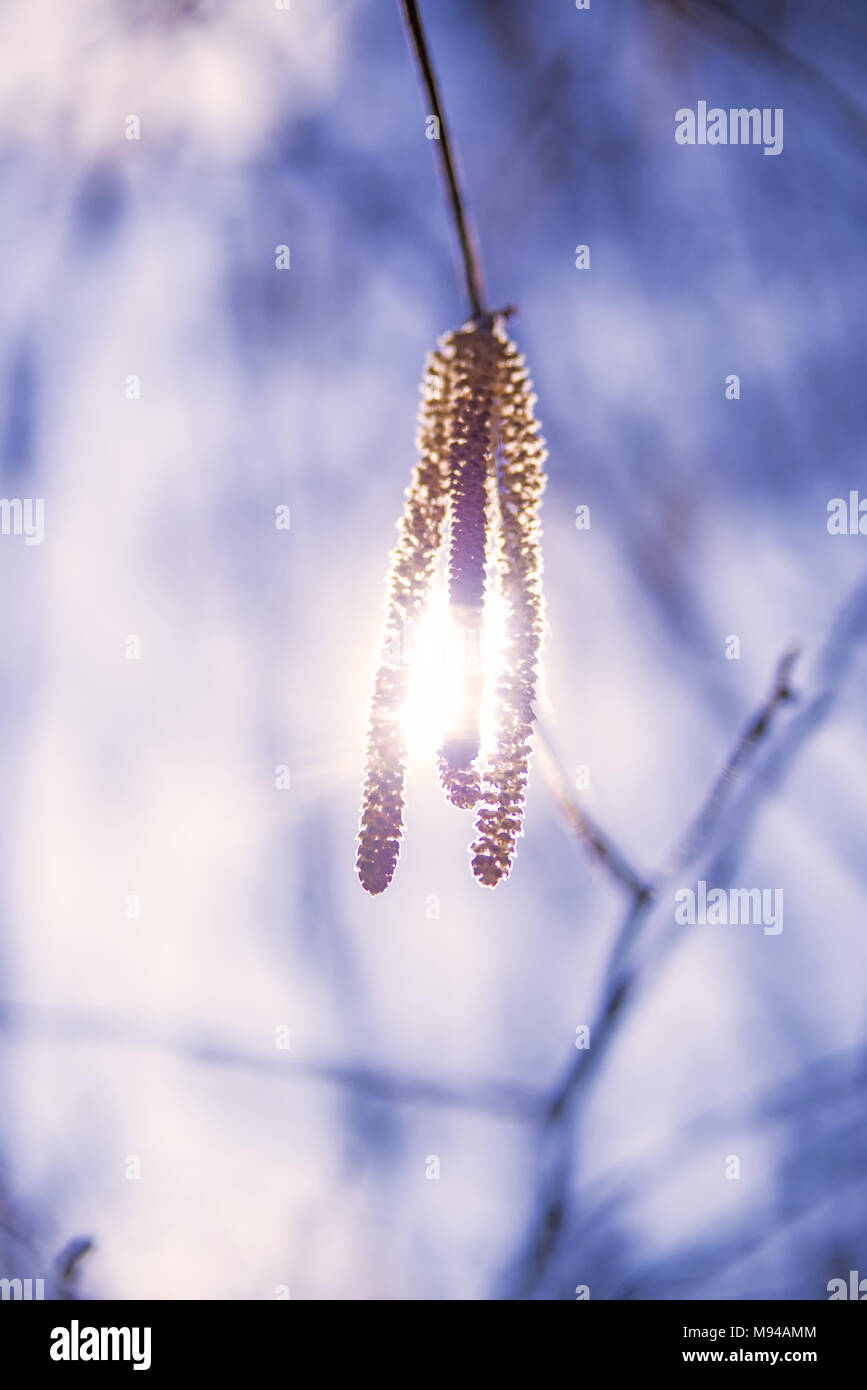 Fruit hazelnut light brown hazel hi-res stock photography and images ...