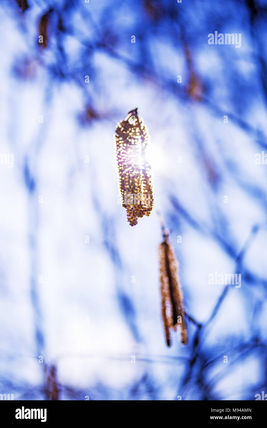Hazelnut blossom in back light Stock Photo - Alamy