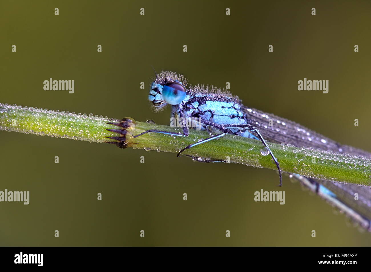 Variable damselfly hi-res stock photography and images - Alamy