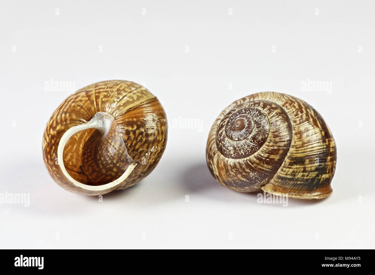 Harmful pest hi-res stock photography and images - Alamy