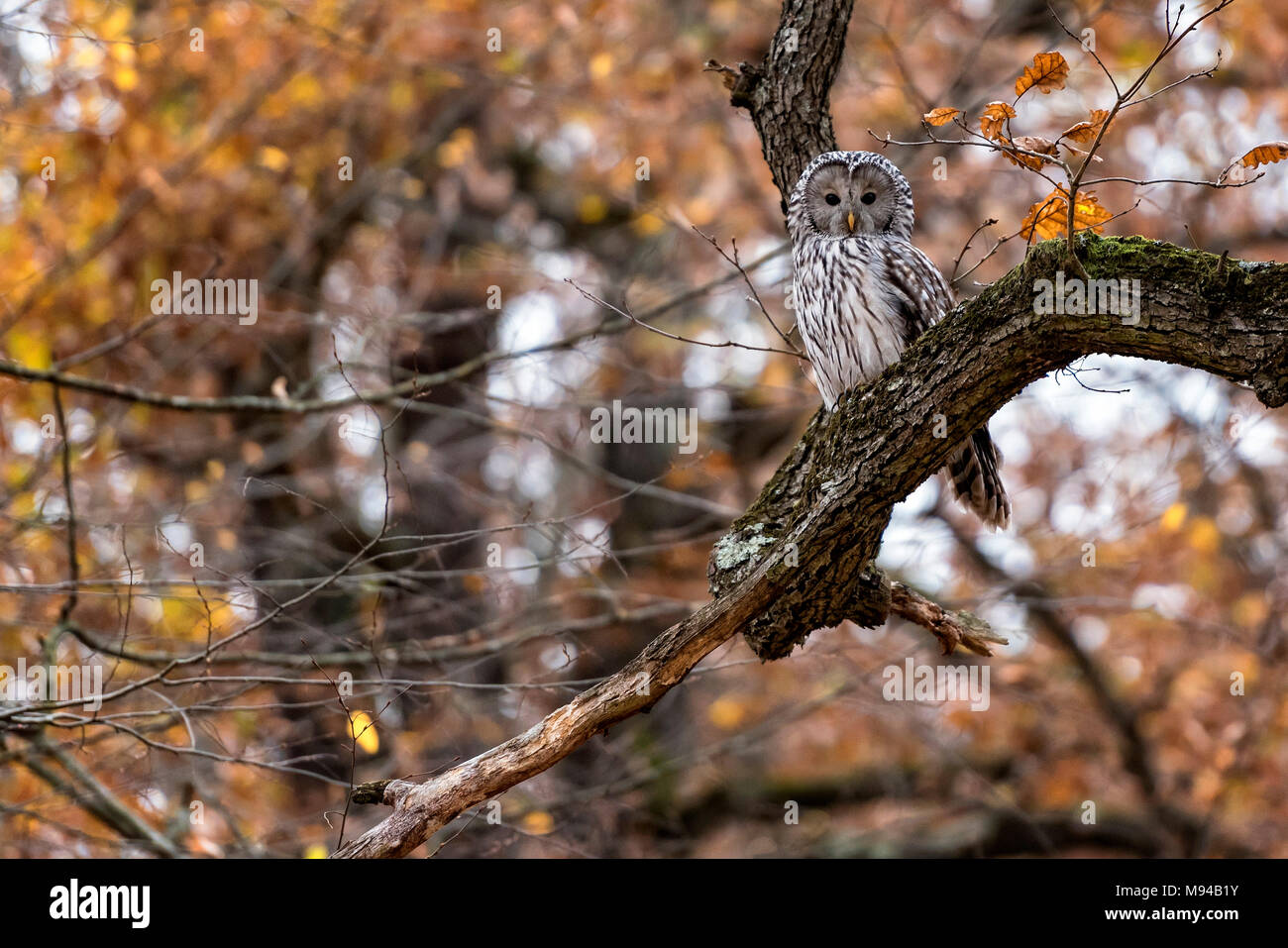 Ural owl with white and black feathers photographed on an autumn forest ...
