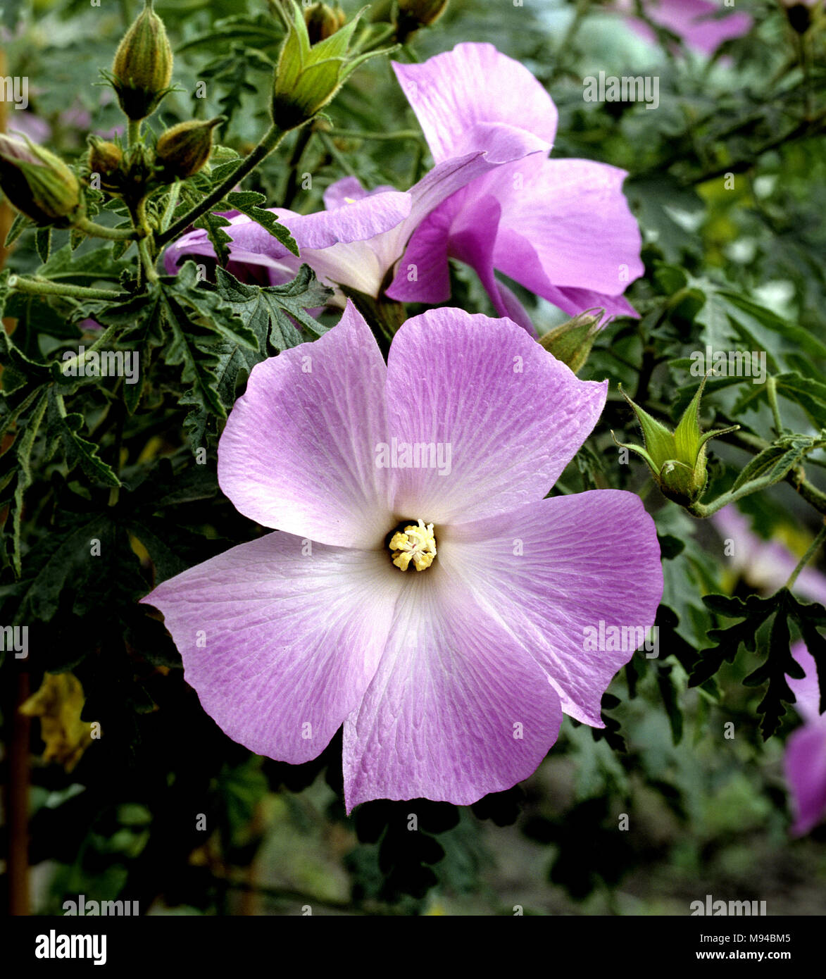 Alyogyne huegelii hi-res stock photography and images - Alamy