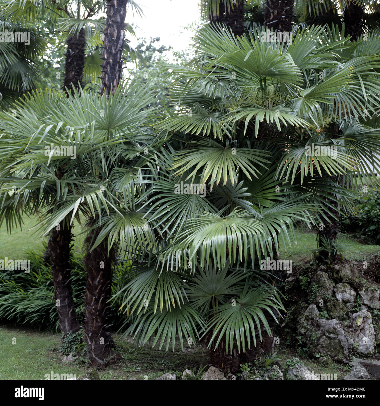 Hanfpalme hi-res stock photography and images - Alamy