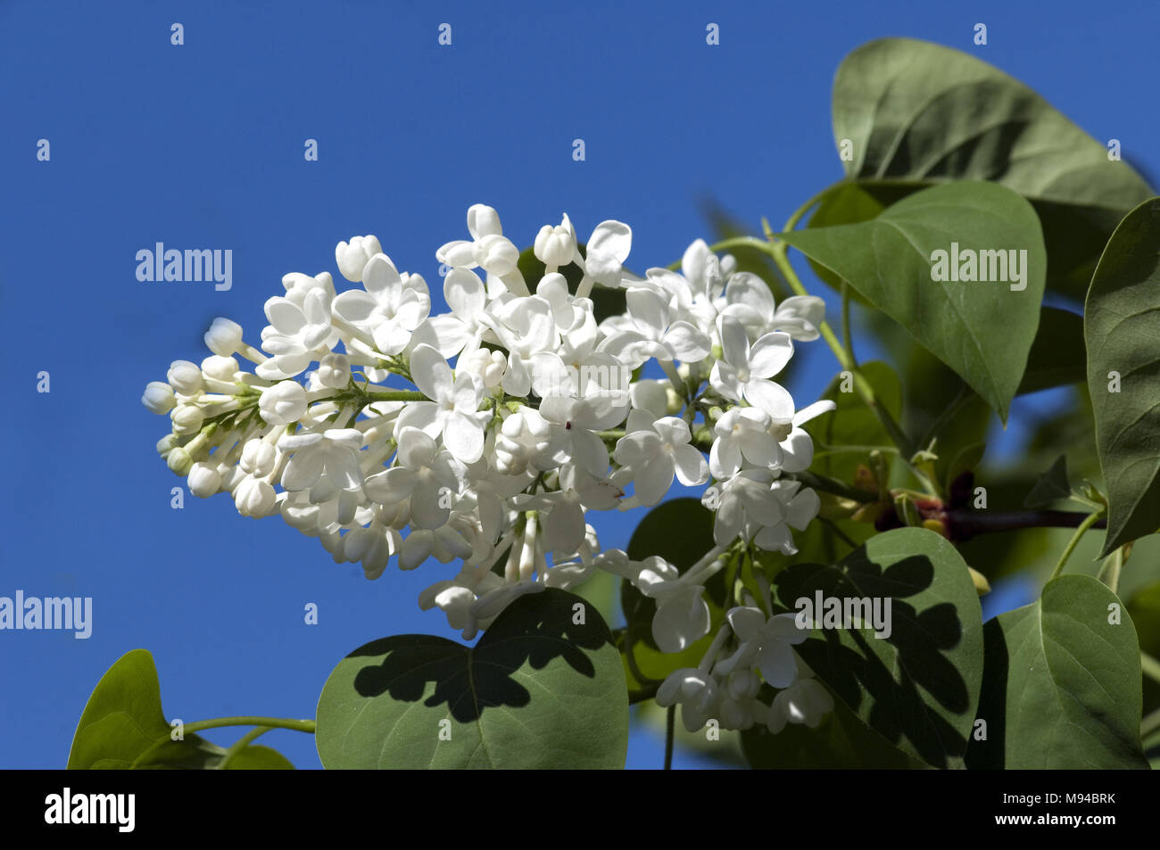 Flieder hi-res stock photography and images - Alamy